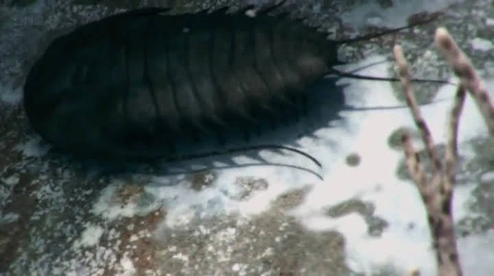 Oryctocephalus | NatureRules1 Wiki | Fandom