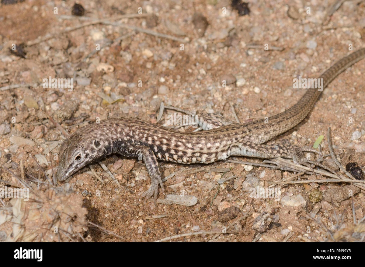 Western Whiptail | NatureRules1 Wiki | Fandom