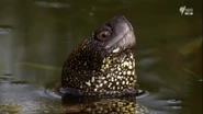 European Pond Turtle | NatureRules1 Wiki | Fandom