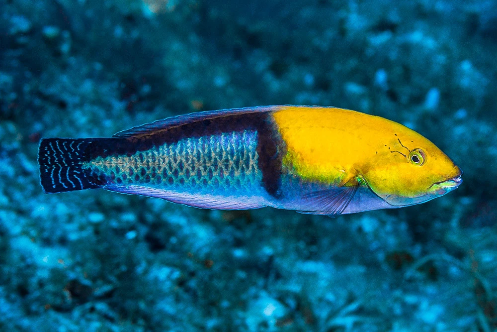 Yellowhead Wrasse | NatureRules1 Wiki | Fandom