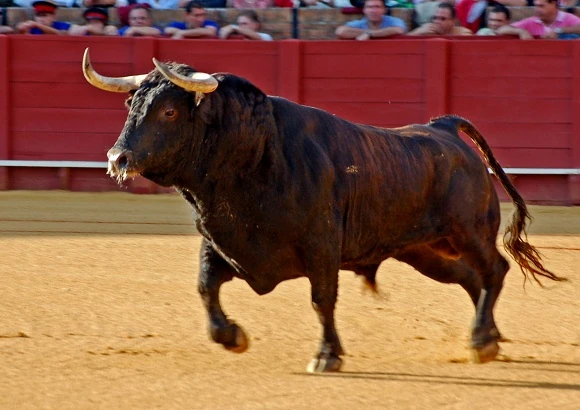 Spanish Fighting Bull Breeds