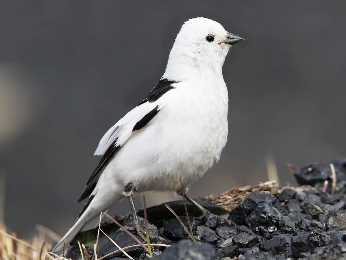 Category:Buntings | NatureRules1 Wiki | Fandom