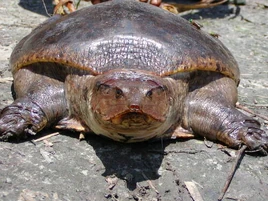 Aubry's Flapshell Turtle | NatureRules1 Wiki | Fandom