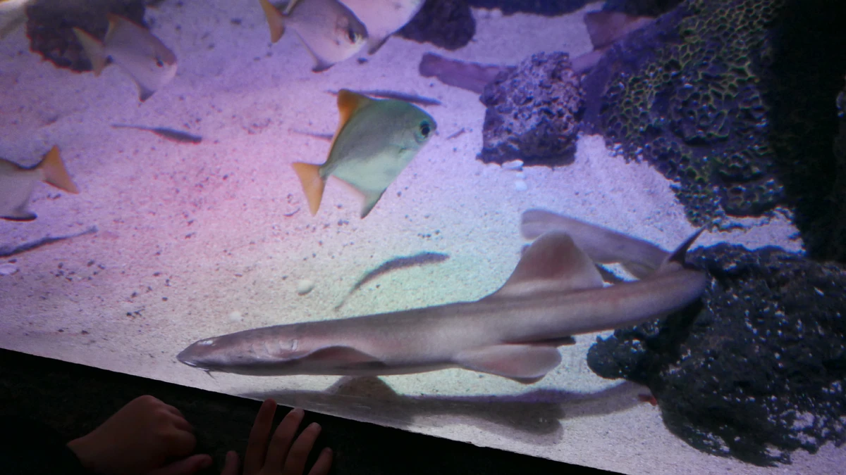 Bluegrey Carpetshark | NatureRules1 Wiki | Fandom