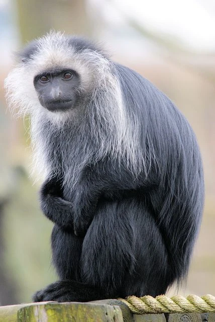 King Colobus | NatureRules1 Wiki | Fandom