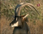 Sable Antelope | NatureRules1 Wiki | Fandom