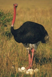 Masai Ostrich | NatureRules1 Wiki | Fandom