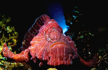 psychedelic frogfish predators