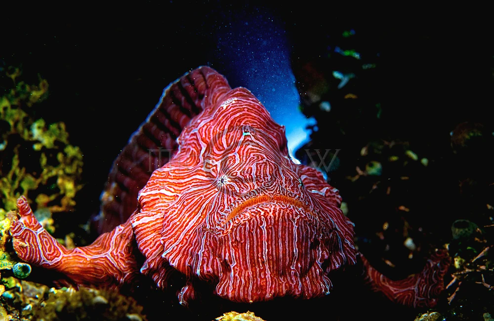 Psychedelic Frogfish | NatureRules1 Wiki | Fandom