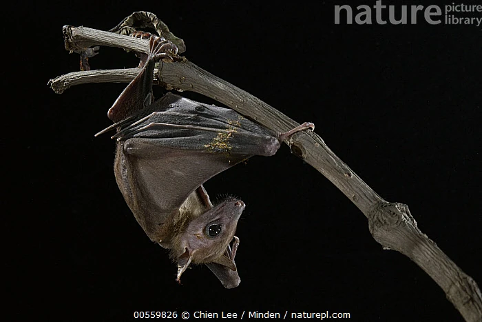 Geoffroy's Rousette | NatureRules1 Wiki | Fandom