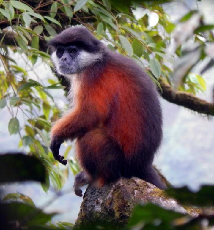 Pennant's Red Colobus | NatureRules1 Wiki | Fandom