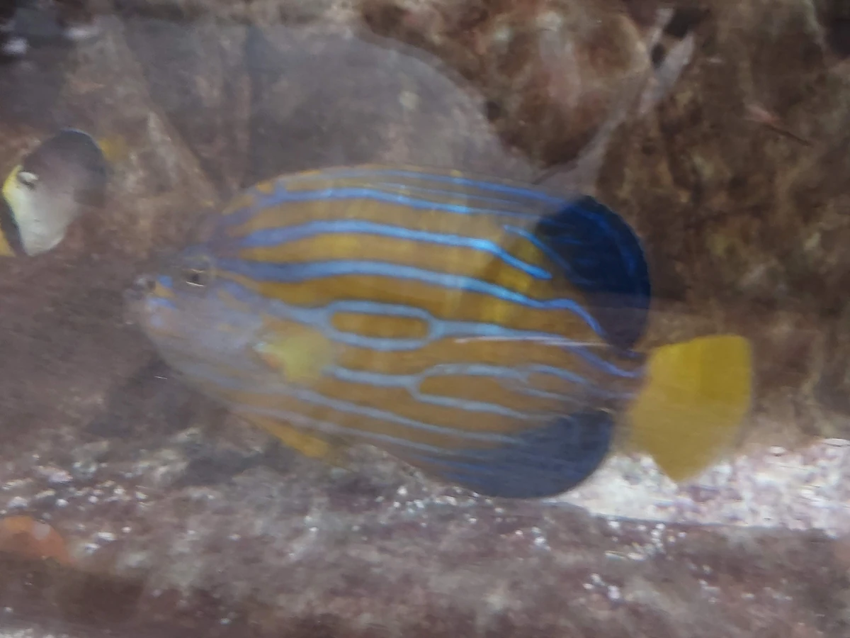 Bluestriped Angelfish | NatureRules1 Wiki | Fandom
