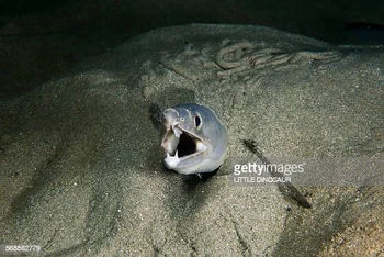 Daggertooth Pike Conger | NatureRules1 Wiki | Fandom