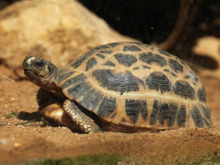 Spider Tortoise | NatureRules1 Wiki | Fandom