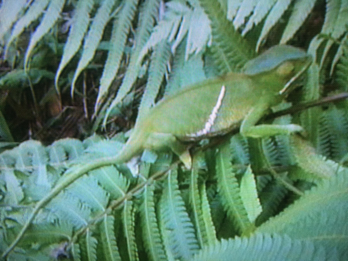 Two-banded chameleon | NatureRules1 Wiki | Fandom
