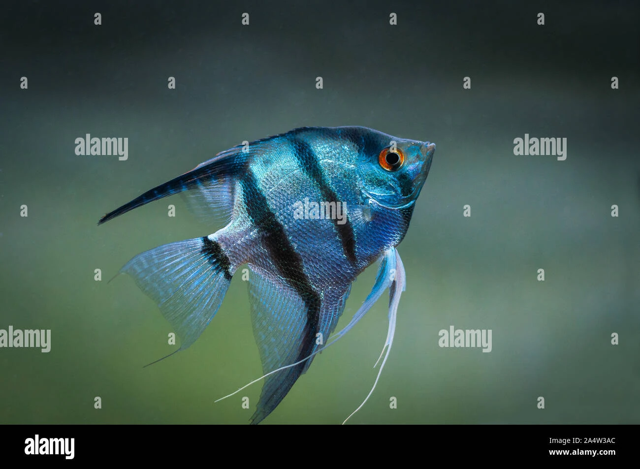 Blue Freshwater Angelfish