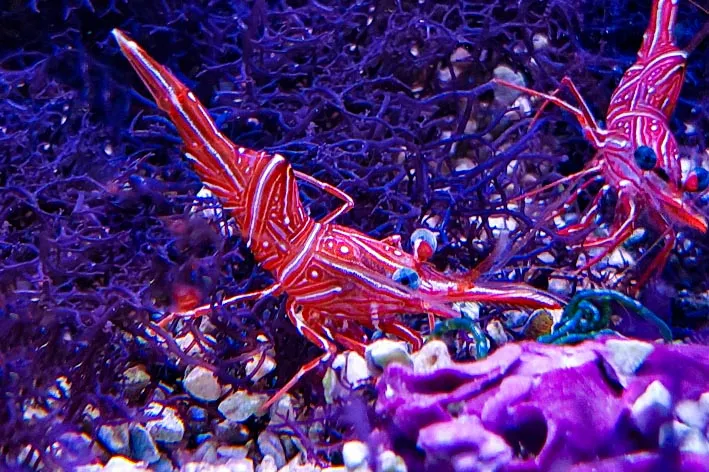 Camel Shrimp | NatureRules1 Wiki | Fandom