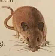 Northern Pygmy Mouse | NatureRules1 Wiki | Fandom