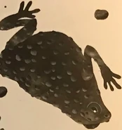 Pebble Toad | NatureRules1 Wiki | Fandom