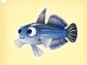 Steinitz' Prawn Goby | NatureRules1 Wiki | Fandom