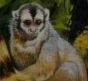 Grey-bellied Night Monkey | NatureRules1 Wiki | Fandom