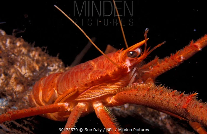 Rugose Squat Lobster | NatureRules1 Wiki | Fandom