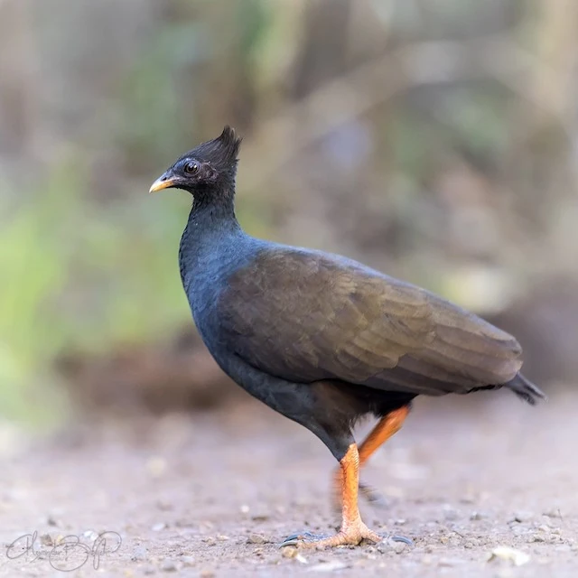 Orange-footed Scrubfowl | NatureRules1 Wiki | Fandom