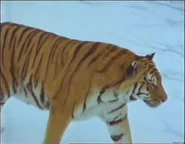 Siberian Tiger | NatureRules1 Wiki | Fandom