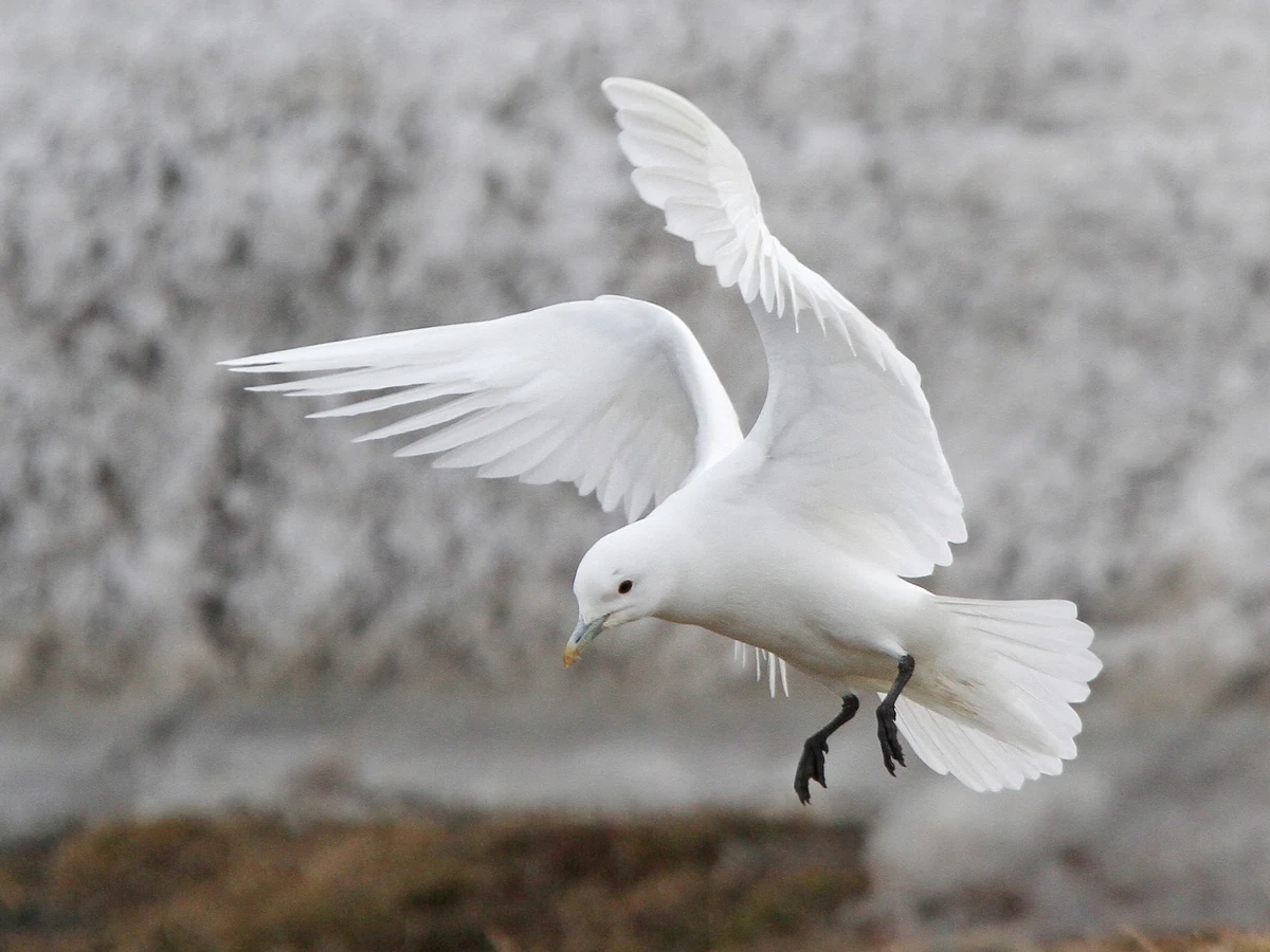 Ivory Gull | NatureRules1 Wiki | Fandom