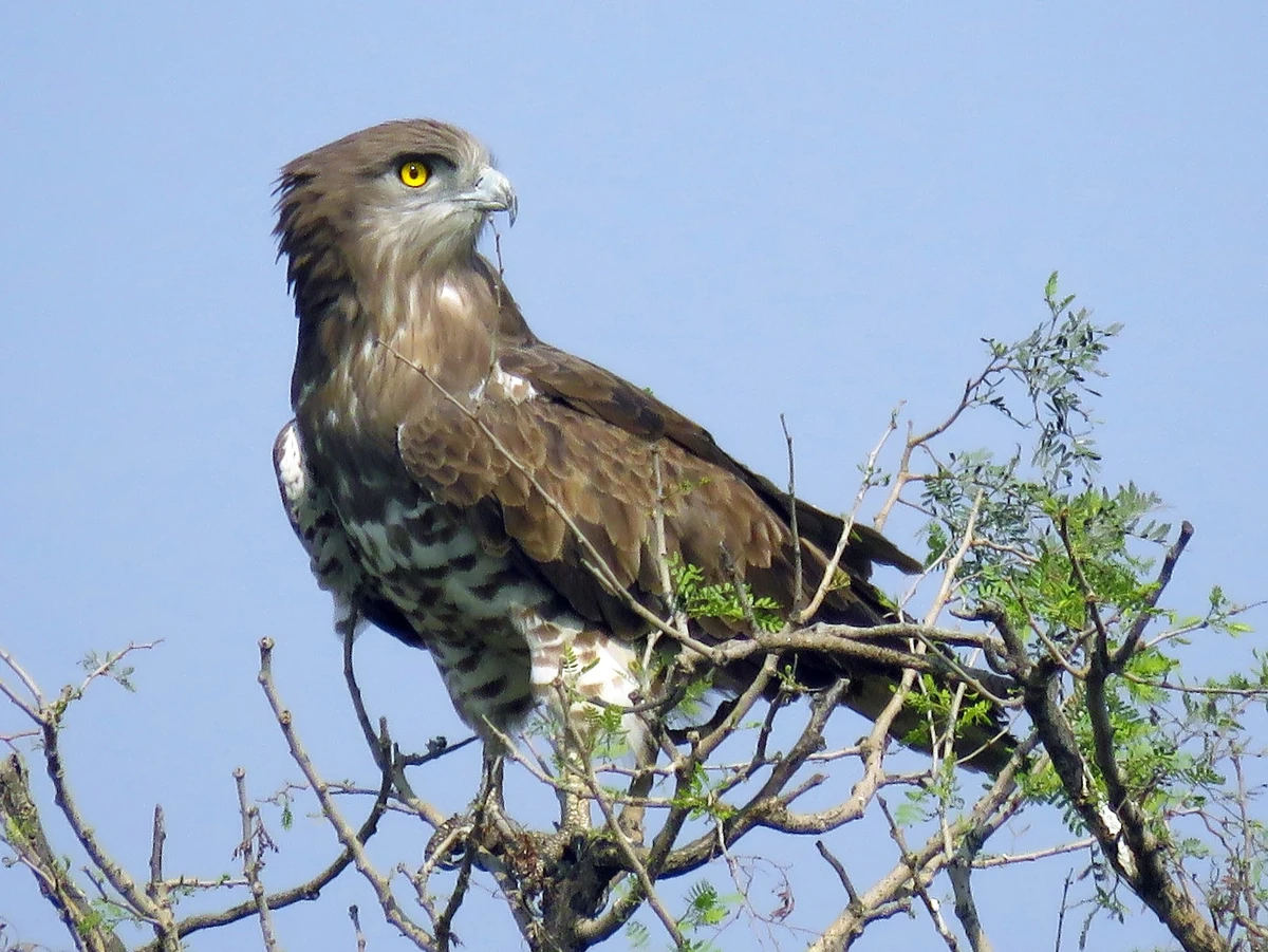 Short-toed Snake Eagle | NatureRules1 Wiki | Fandom