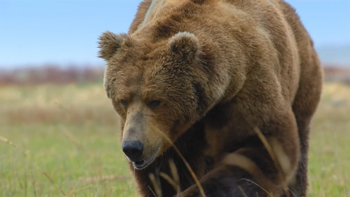 Giants of Land, Sea and Air, Past and Present | NatureRules1 Wiki | Fandom