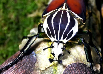 Goliathus Beetle