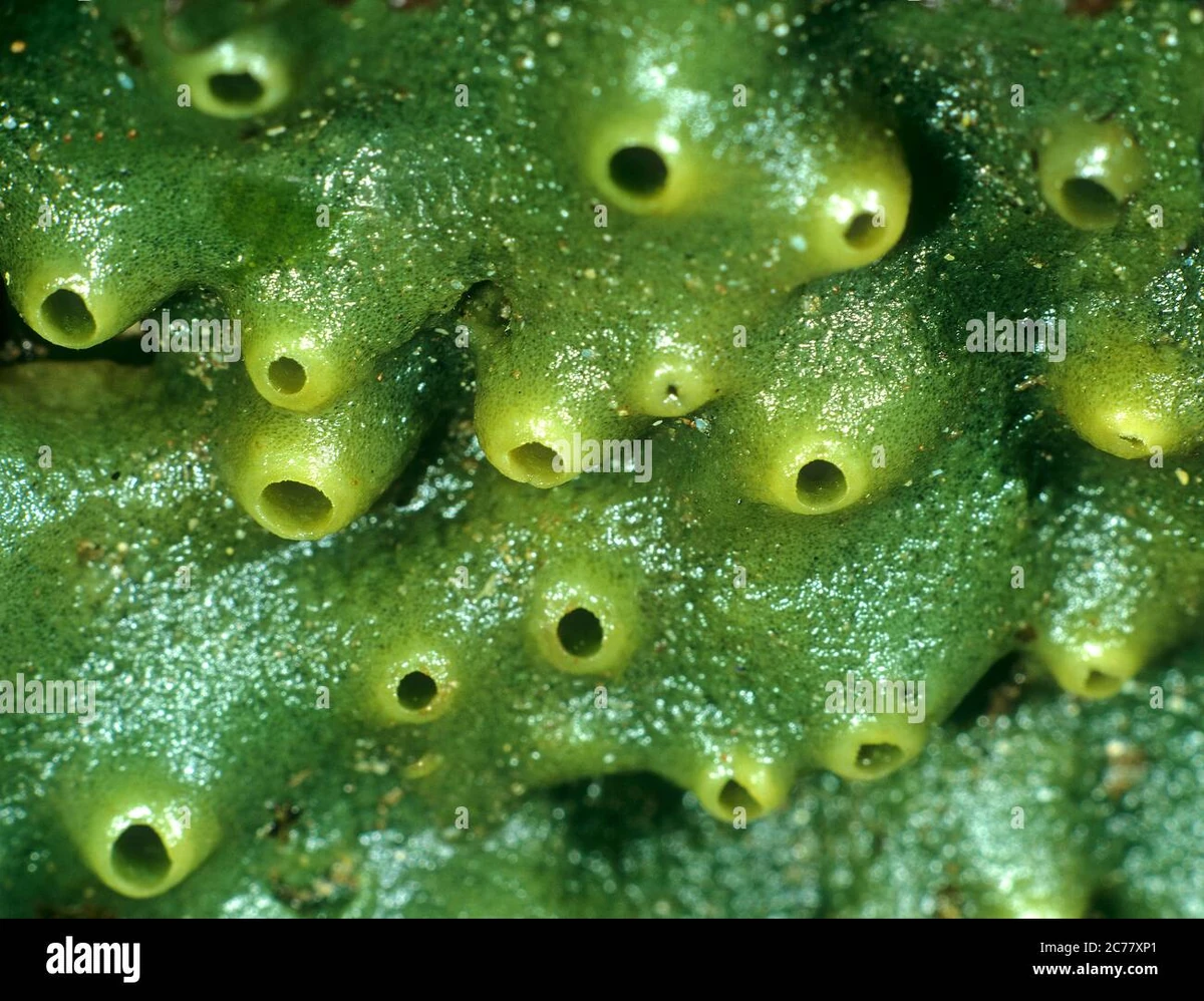 Breadcrumb Sponge | NatureRules1 Wiki | Fandom