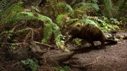 Castorocauda | NatureRules1 Wiki | Fandom