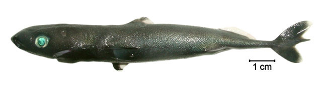 Spined Pygmy Shark | NatureRules1 Wiki | Fandom