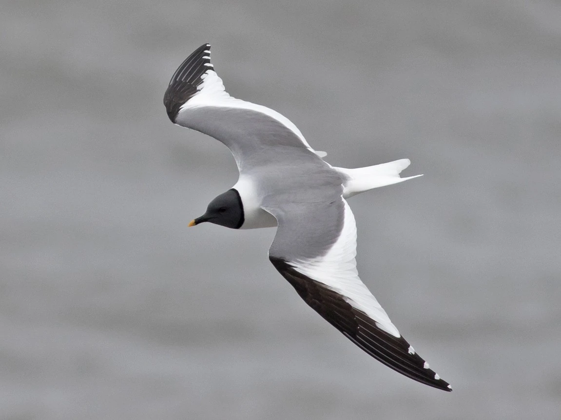 Sabine's Gull | NatureRules1 Wiki | Fandom