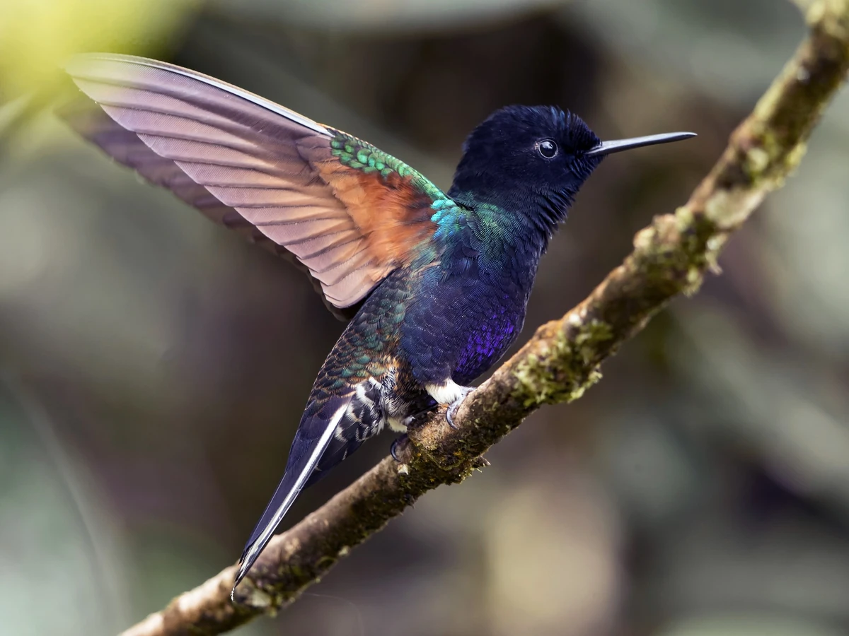 Velvet-purple Coronet | NatureRules1 Wiki | Fandom