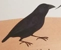 Vampire Ground Finch | NatureRules1 Wiki | Fandom