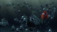 List of Species in Finding Nemo | NatureRules1 Wiki | Fandom