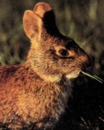 Marsh Rabbit | NatureRules1 Wiki | Fandom