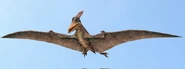 List of Species in dink the little dinosaur | NatureRules1 Wiki | Fandom