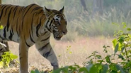 Bengal Tiger | NatureRules1 Wiki | Fandom