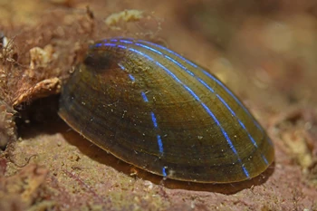 Blue-rayed Limpet | NatureRules1 Wiki | Fandom