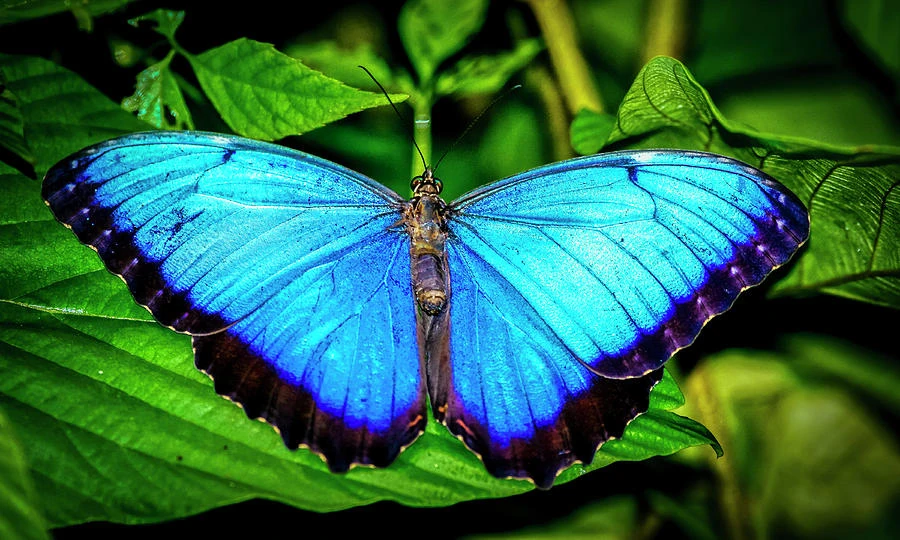 Common Blue Morpho | NatureRules1 Wiki | Fandom