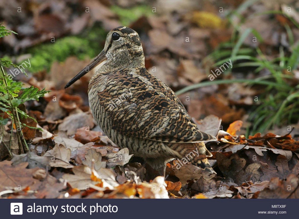 Eurasian Woodcock | NatureRules1 Wiki | Fandom