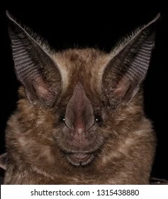 Golden Bat | NatureRules1 Wiki | Fandom