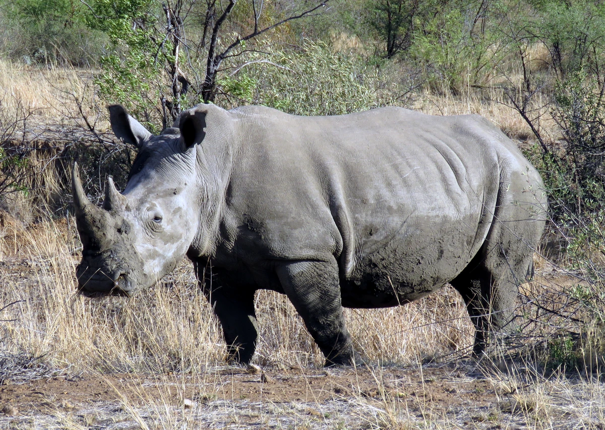 Category:Rhinos | NatureRules1 Wiki | Fandom