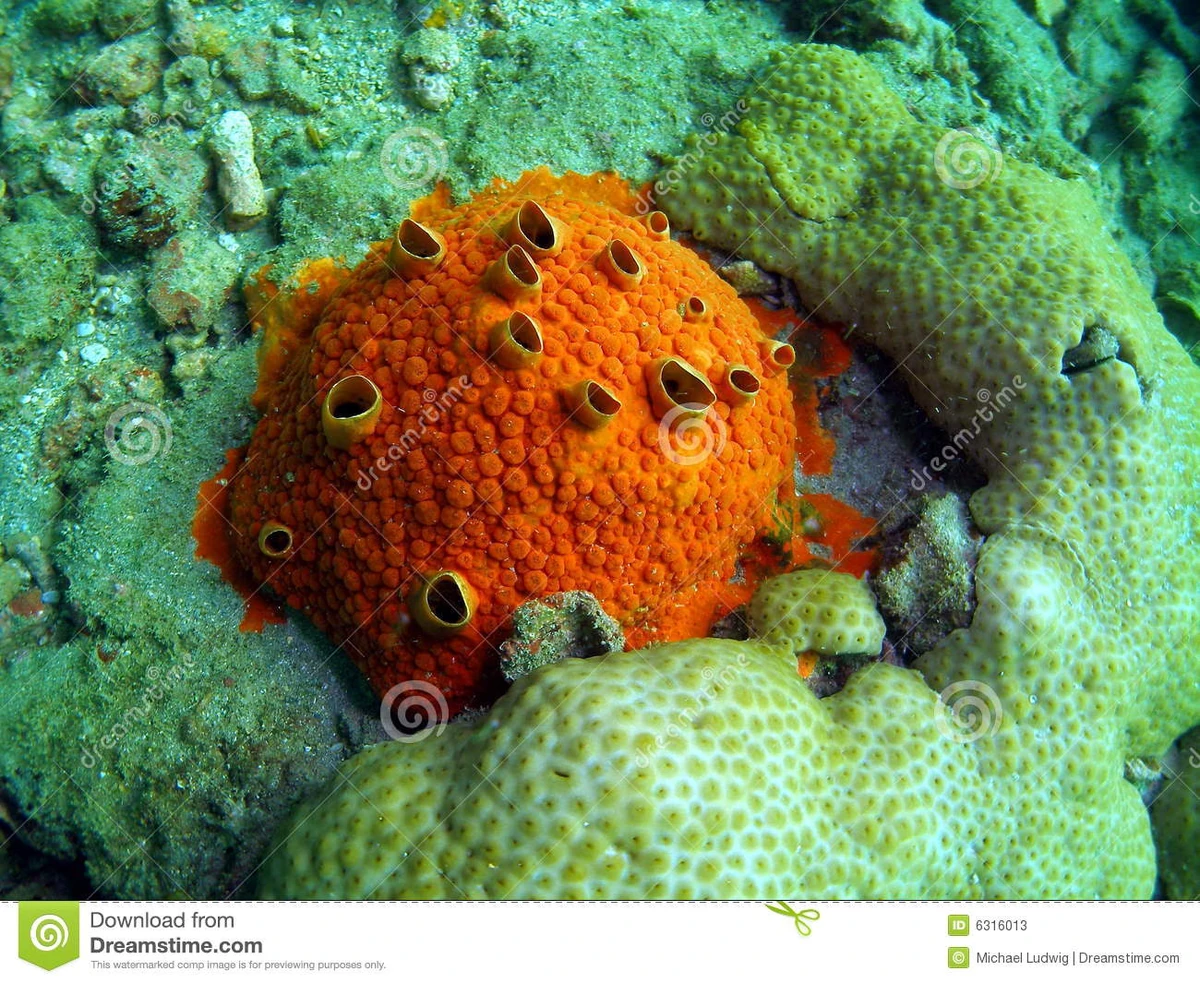 Red Boring Sponge | NatureRules1 Wiki | Fandom