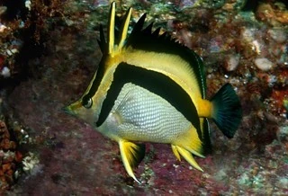 Scythe Butterflyfish | NatureRules1 Wiki | Fandom