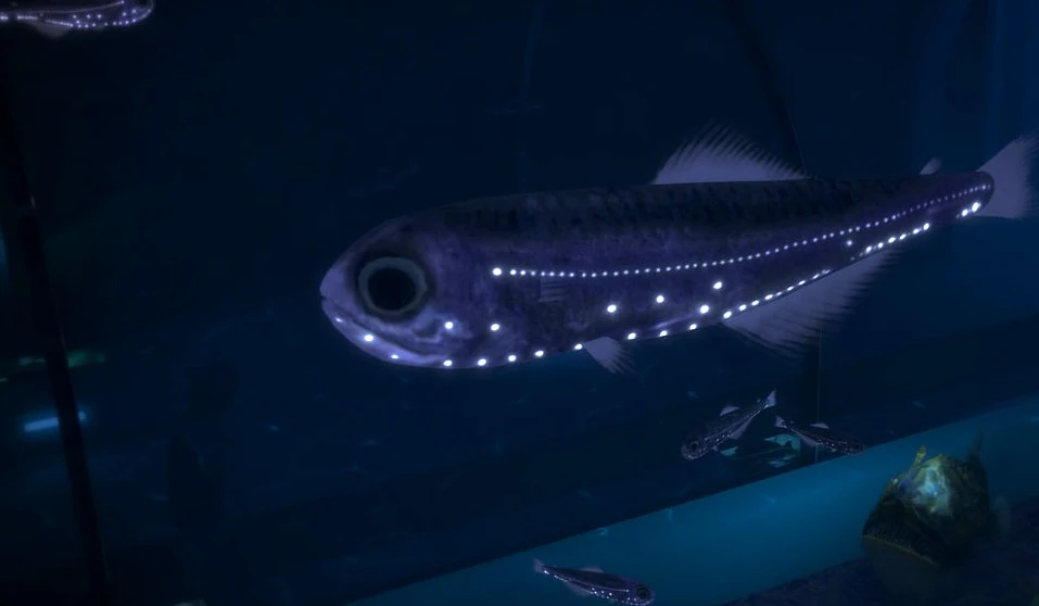 Spotted Lanternfish | NatureRules1 Wiki | Fandom